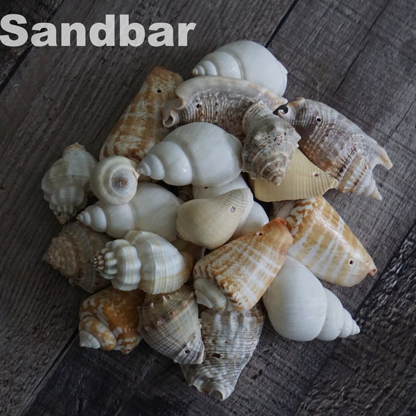Shell Beads - Etsy