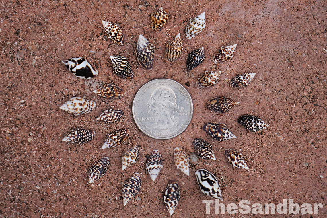 Minature Chevron Conch Shells Small Teeny Tiny Mini Patterned | Etsy