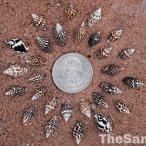 Minature Chevron Conch Shells Small Teeny Tiny Mini Patterned | Etsy