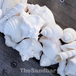 White Seashell Mix White Vase Fill Bulk Wedding Shells Craft Mystery ...