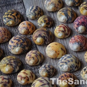 Nerite Shells Yellow Bleeding Tooth 3/41 Craft | Etsy