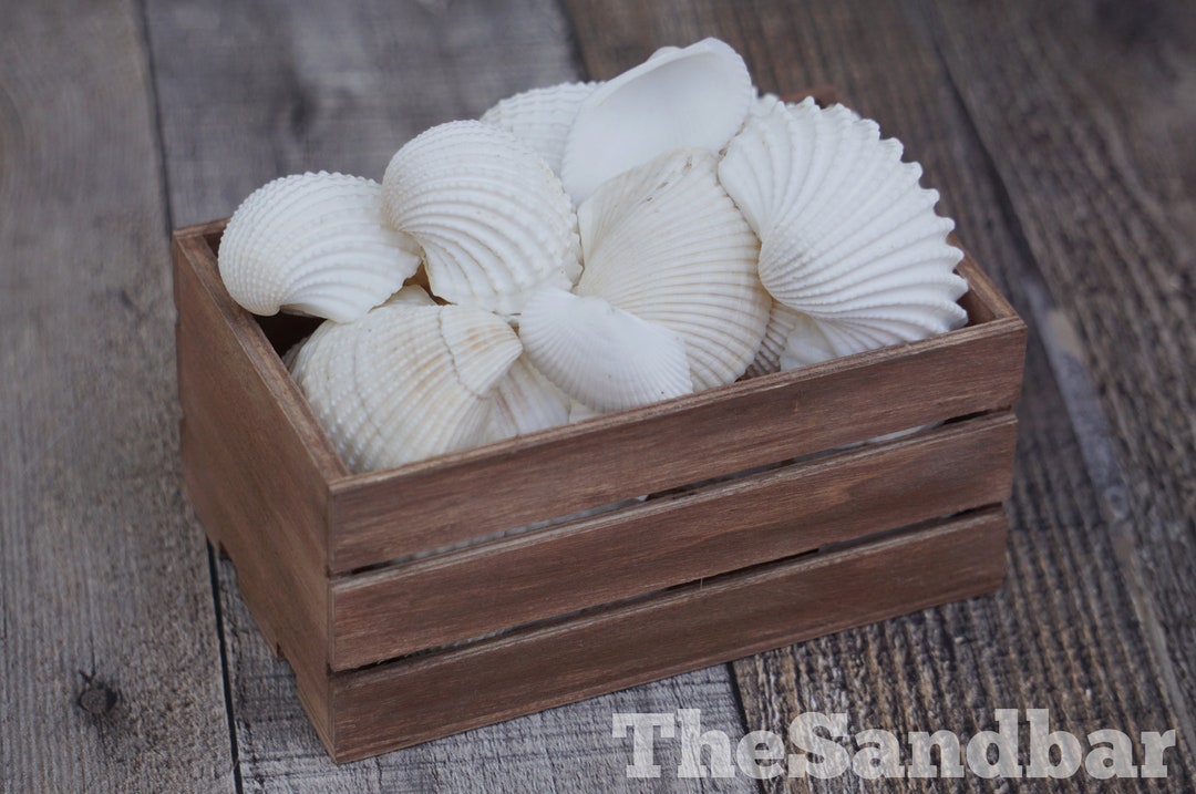 White Seashells Ribbed Ark Shells Bulk Vase Filler Seashells DIY ...
