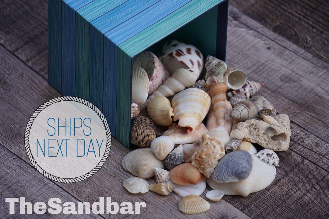 Seashell Mystery Box Ships Next Day Shells Seaglass Olive Abalone ...