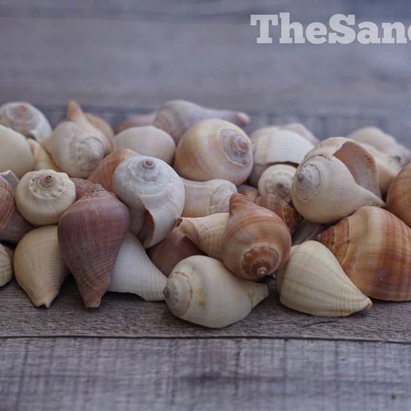 Beach Terrarium - Etsy
