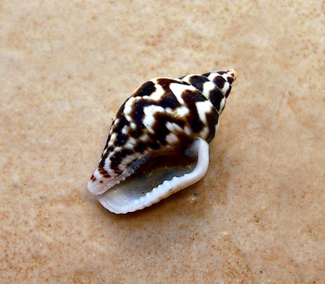 Minature Chevron Conch Shells Small Teeny Tiny Mini Patterned | Etsy