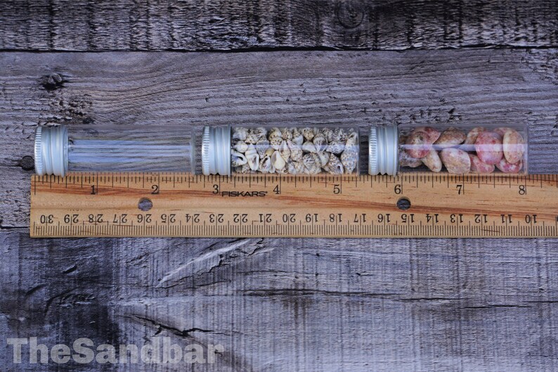 Auger Cone Seashells 5-50 Small Spiral Shells Neutral Light - Etsy