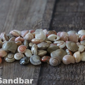 Red Patterned Shells Pink Small Tiny Mix Colored Patterned Snail ...