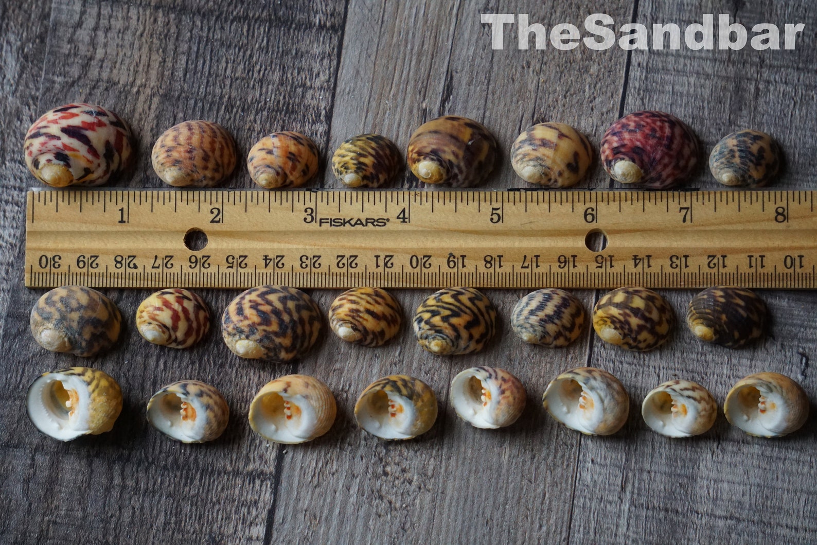 Nerite Shells Yellow Bleeding Tooth 3/41 Craft - Etsy