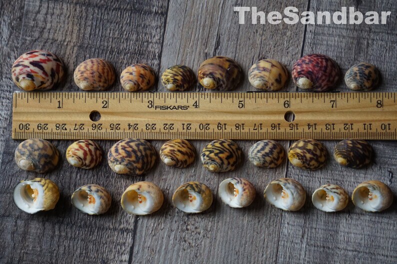 Nerite Shells Yellow Bleeding Tooth 3/41 Craft - Etsy