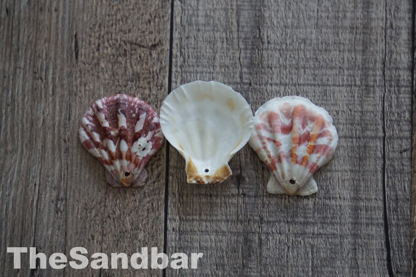 Seashells With Holes Drilled Scallop Seashell Beads Hole - Etsy