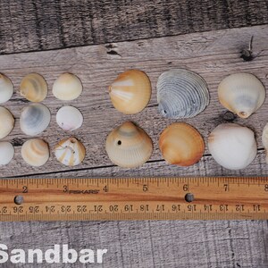 Seashells With Holes Cruelty Free Seashell Mix Beads Natural Hole ...