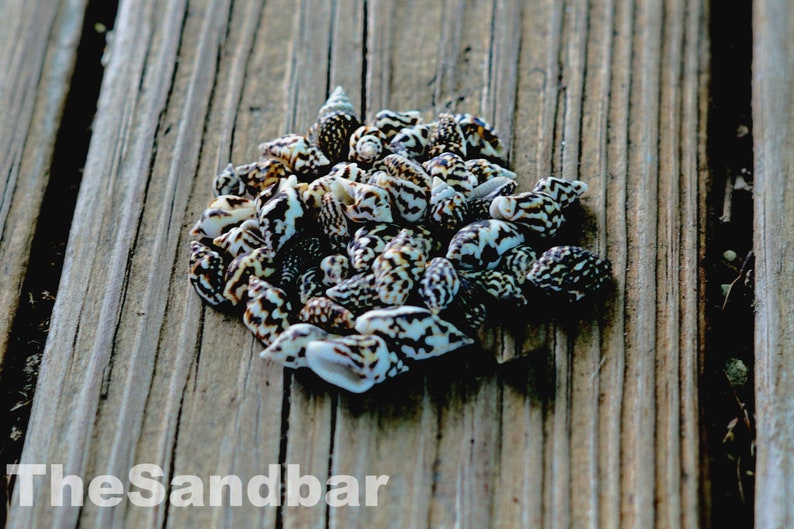 Minature Chevron Conch Shells Small Teeny Tiny Mini Patterned | Etsy