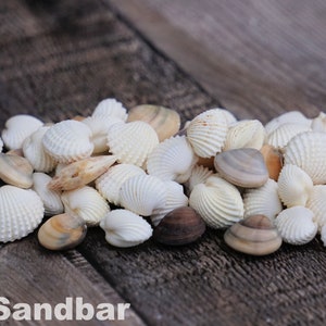 Whole Clam Shells Crafting Seashell Mix Vase Filler Patterned - Etsy