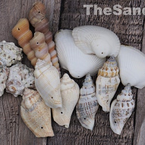 Seashells With Holes Drilled Seashell Beads Natural Hole Shells Eco ...