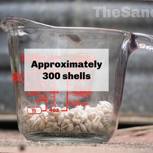 Minature Chevron Conch Shells Small Teeny Tiny Mini Patterned | Etsy