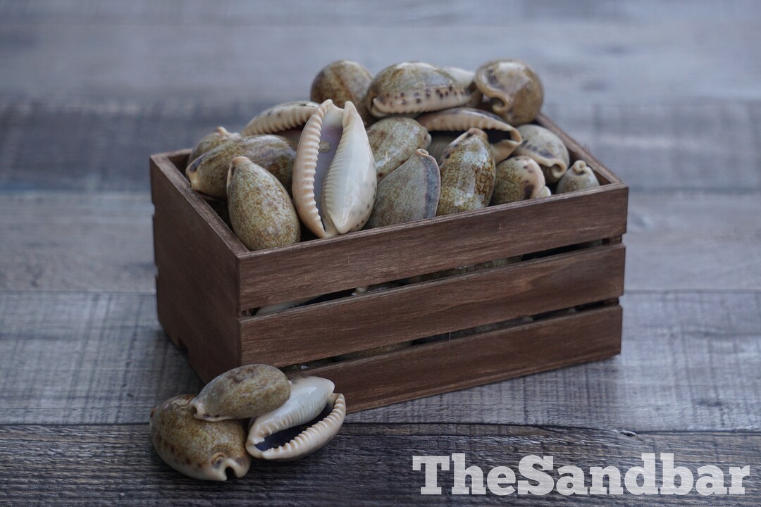 Large Cowrie Shells Erronea Caurica Natural Seashells Home Decor Tan ...