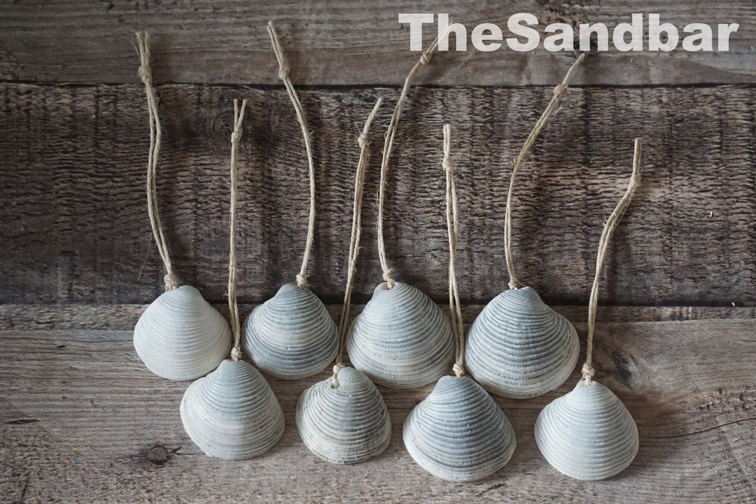 Gray Seashell Ornaments Florida Clams Textured Clam Natural Shell Gray ...