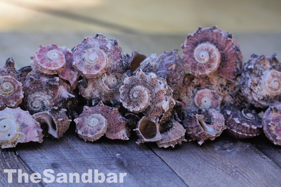 Hermit Crab Shells 12 Delphinula Laciniata Shells Natural Violet Vase ...