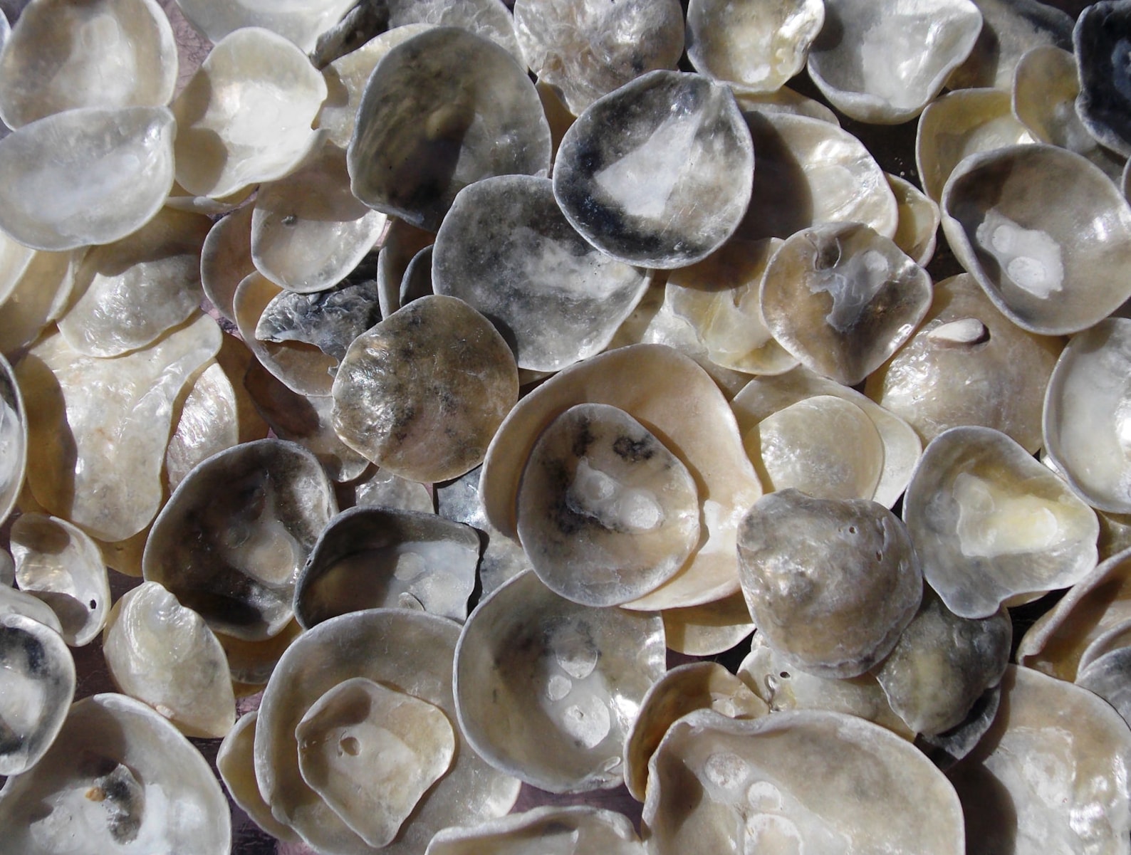 Pearly Shells Opaque Flaky Florida Seashells Shiny Wedding | Etsy