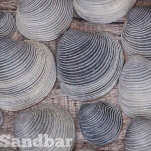 Gray Shells Bulk Vase Filler Seashells DIY Terrarium Striped Shells ...
