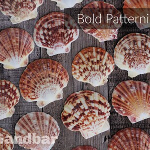 Pecten Scallop Shells Lentigious Pecten 2 3 Seashell Craft Supply ...