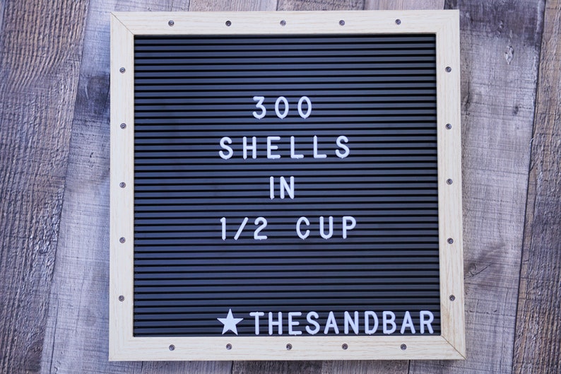 Minature Chevron Conch Shells Small Teeny Tiny Mini Patterned | Etsy