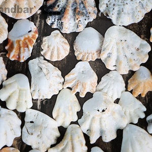Kitten Paw Seashells Small Natural Little Seashells Bulk Florida ...