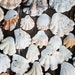 Kitten Paw Seashells Small Natural Little Seashells Bulk Florida ...