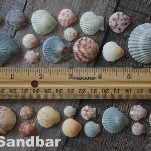 Gray Scallop Shells Florida Scallop Shells Calico Shells Bulk Seashells ...