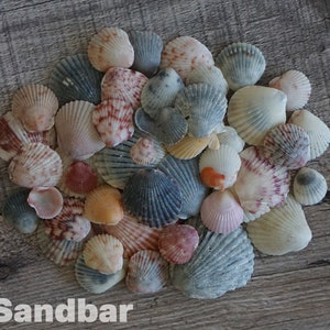 Gray Scallop Shells Florida Scallop Shells Calico Shells Bulk Seashells ...