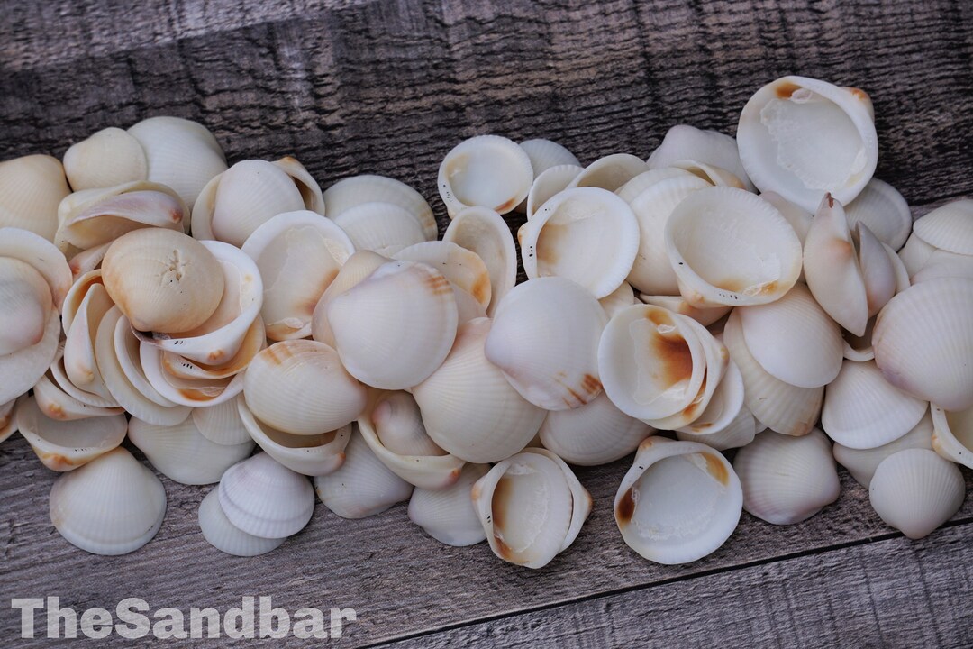 Bulk White Seashells Cruelty Free Bittersweet White Clam Shells Craft ...