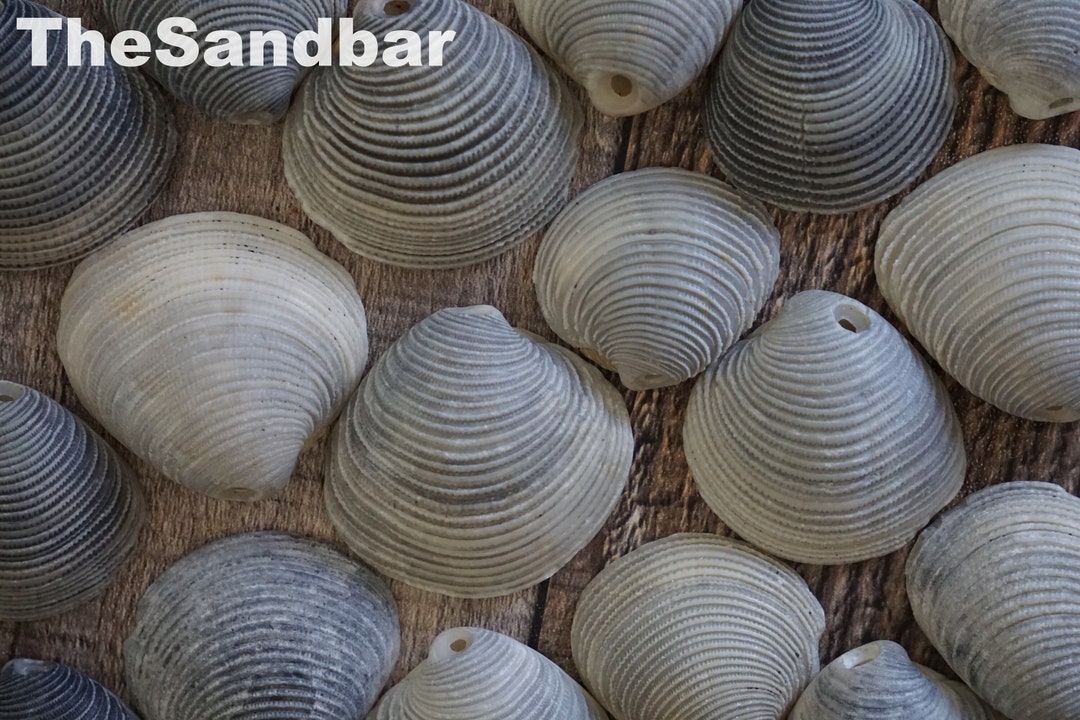 Gray Shells With Holes Textured Seashell Mix Beads Natural - Etsy