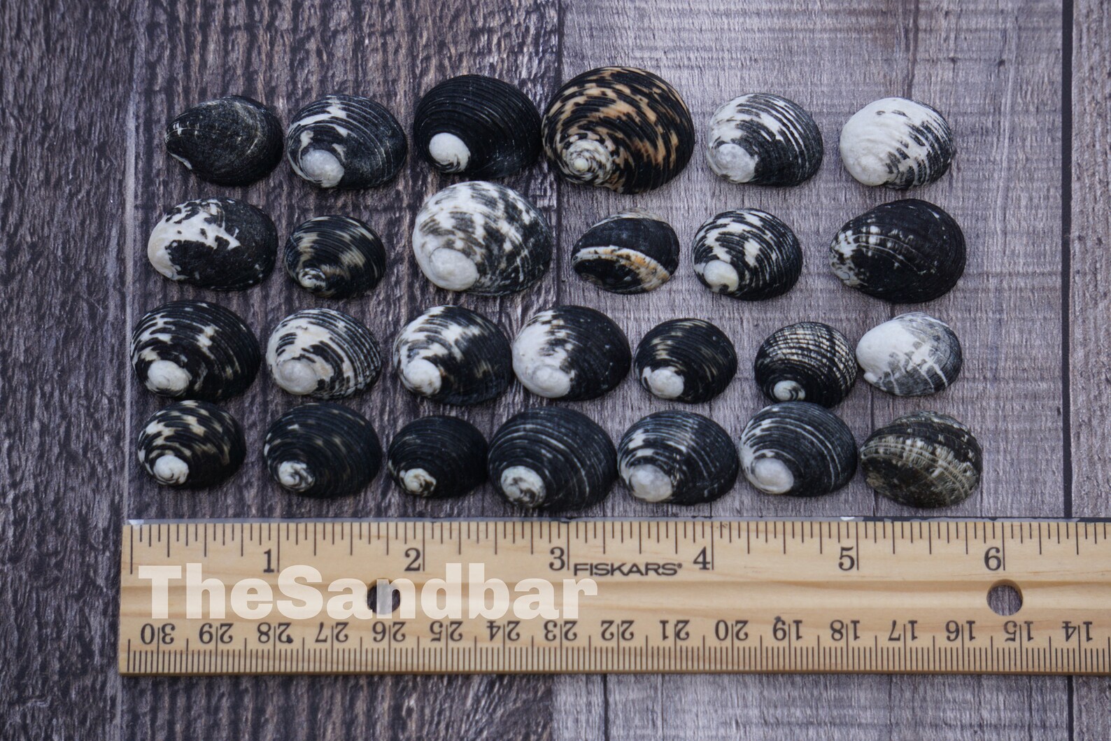 Nerite Shells Black Moon Coastal Decor Snail Nerita Polita | Etsy