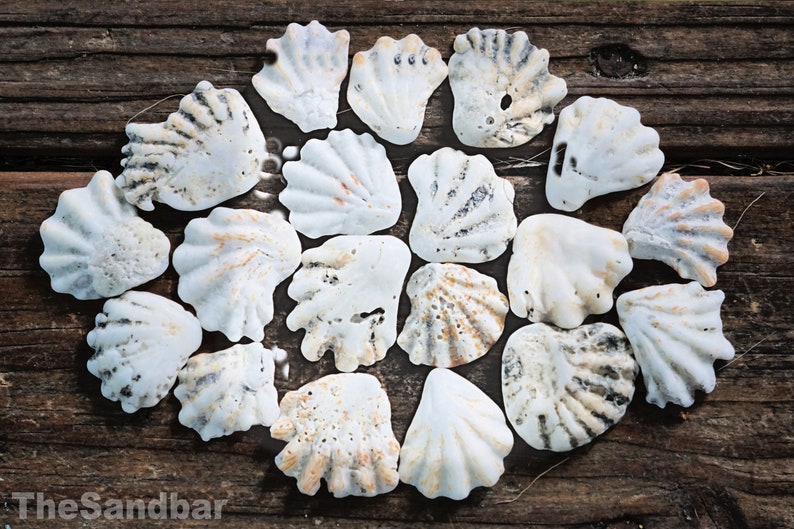 Kitten Paw Seashells Small Natural Little Seashells Bulk - Etsy