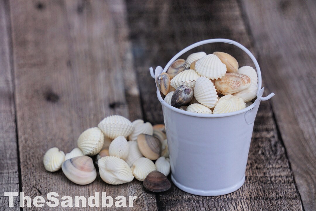 Whole Clam Shells Crafting Seashell Mix Vase Filler Patterned - Etsy