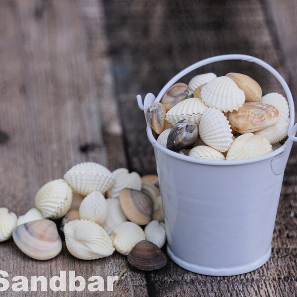 Wedding Shells - Etsy