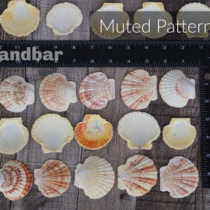 Pecten Scallop Shells Lentigious Pecten 2 3 Seashell Craft Supply ...