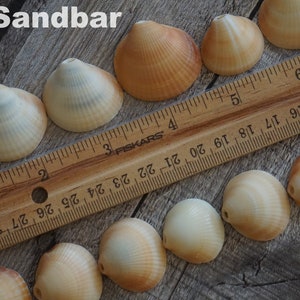 Red Seashells With Holes Cruelty Free Seashell Mix Beads Natural Hole ...