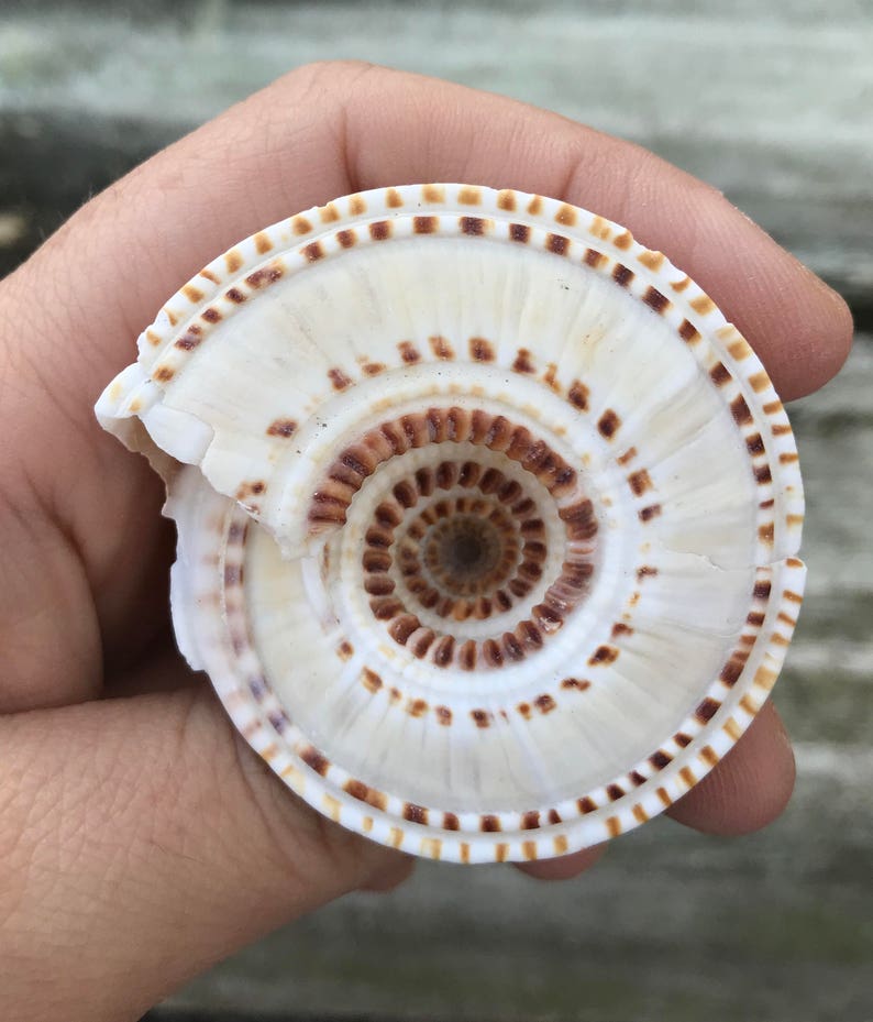 Sundial Seashells 3/4 2 Brown Tan Set of 5 15 | Etsy