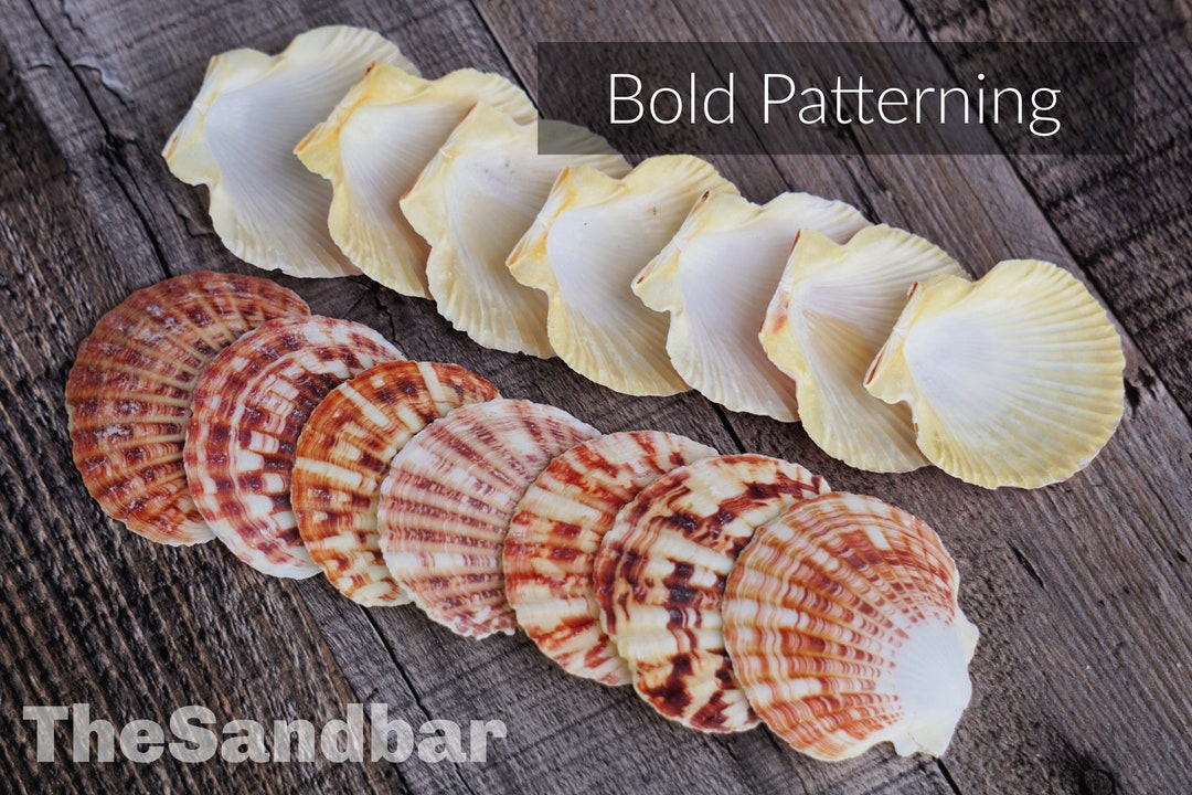 Pecten Scallop Shells Lentigious Pecten 2 3 Seashell Craft Supply ...