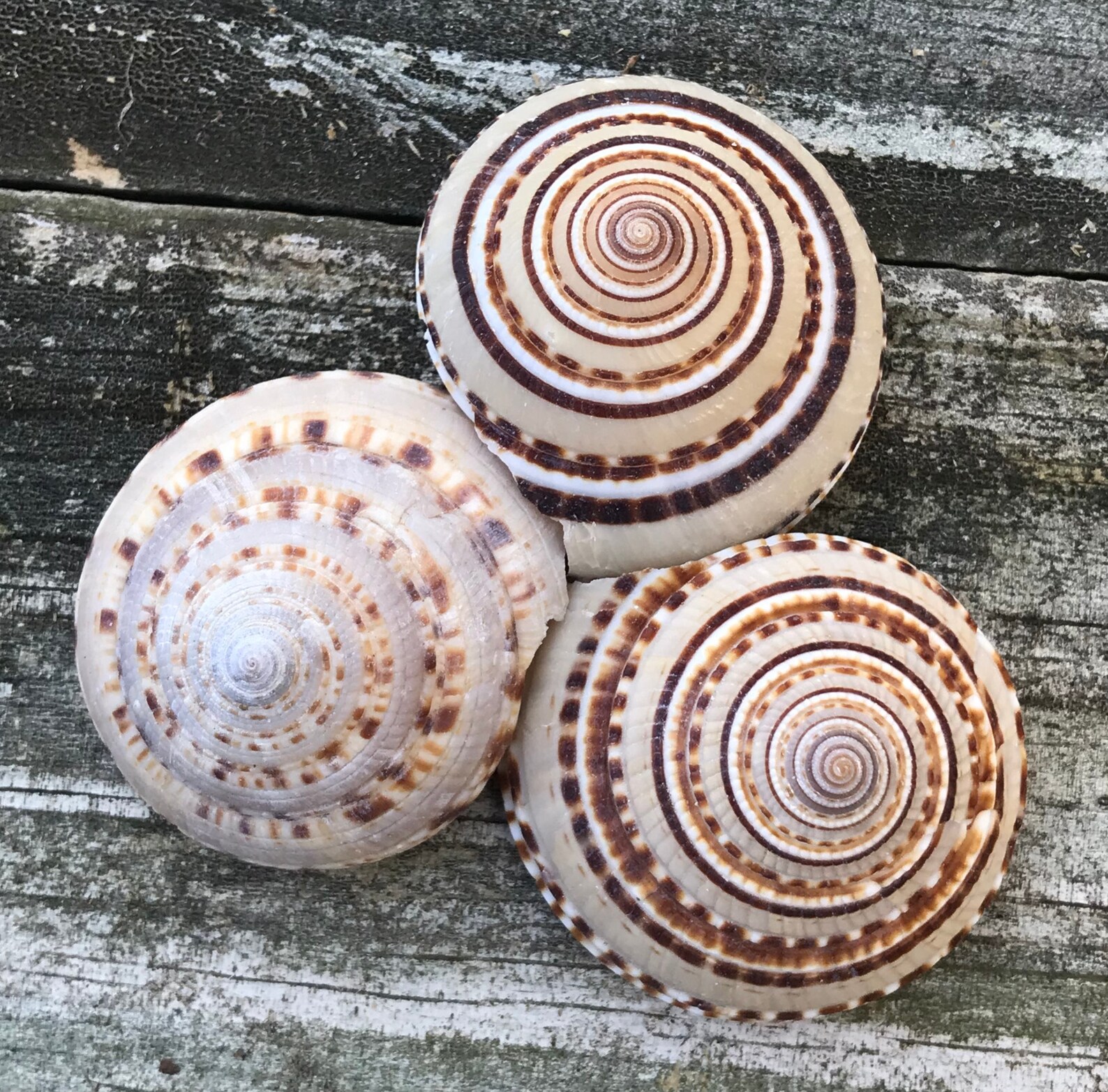 Sundial Seashells 3/4 2 Brown Tan Set of 5 15 | Etsy