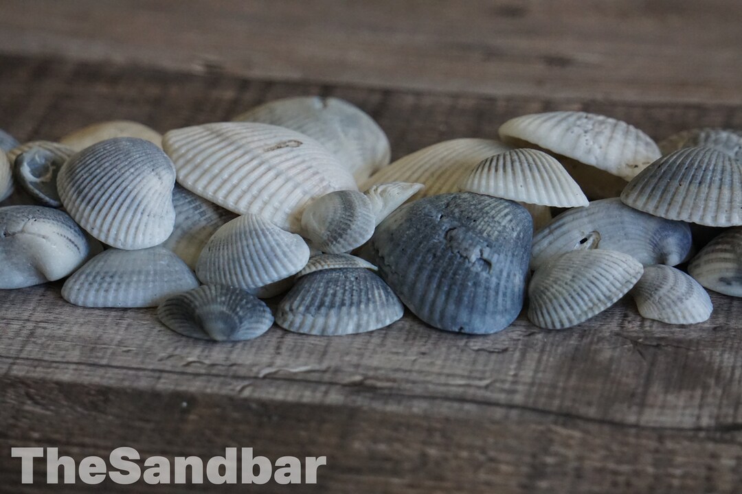 Gray Ark Shells, Florida Clam Shells 3/4 2 1/2 Seashell Vase Filling ...