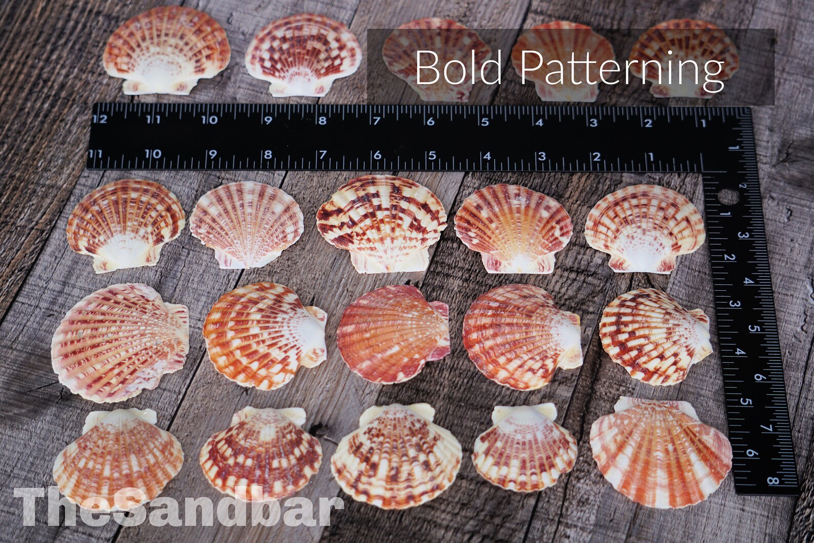Pecten Scallop Shells Lentigious Pecten 2 3 Seashell - Etsy