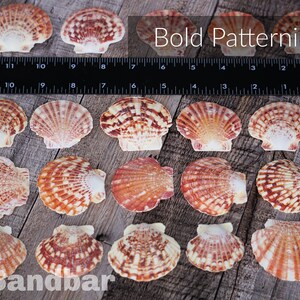 Pecten Scallop Shells Lentigious Pecten 2 3 Seashell Craft Supply ...
