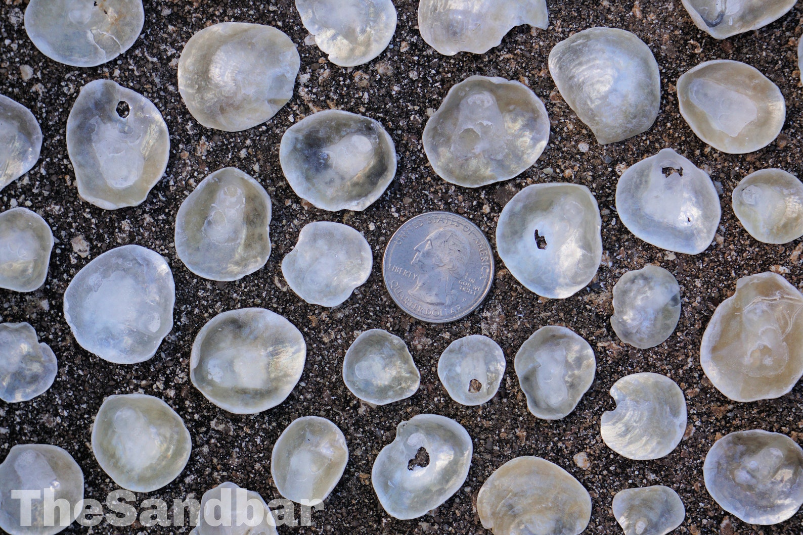 Pearly Shells Opaque Flaky Florida Seashells Shiny Wedding | Etsy