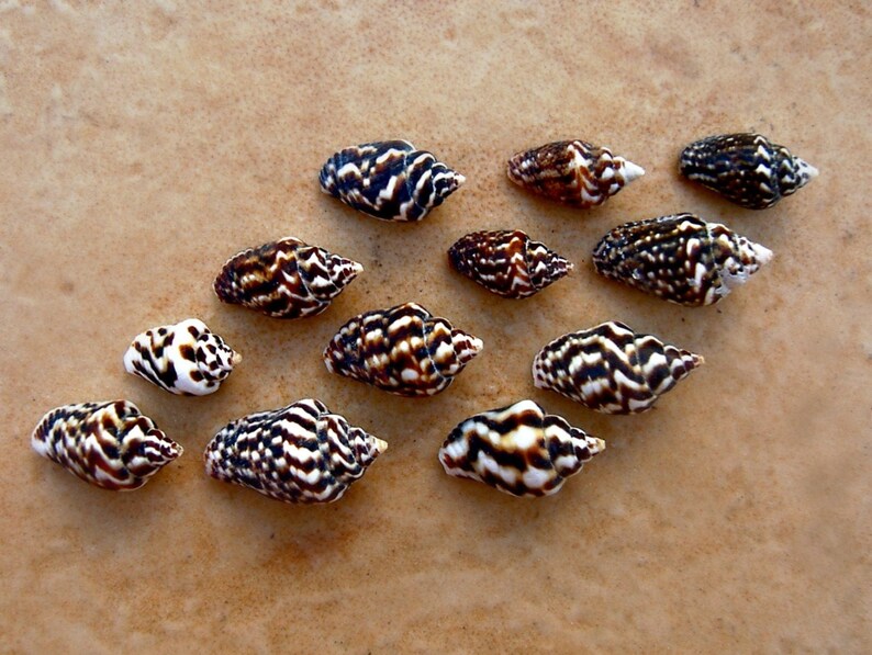 Minature Chevron Conch Shells Small Teeny Tiny Mini Patterned | Etsy