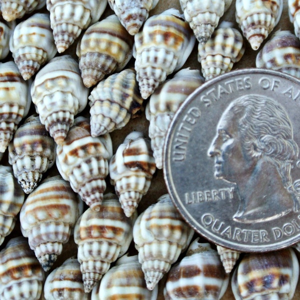 Small Seashells - Etsy