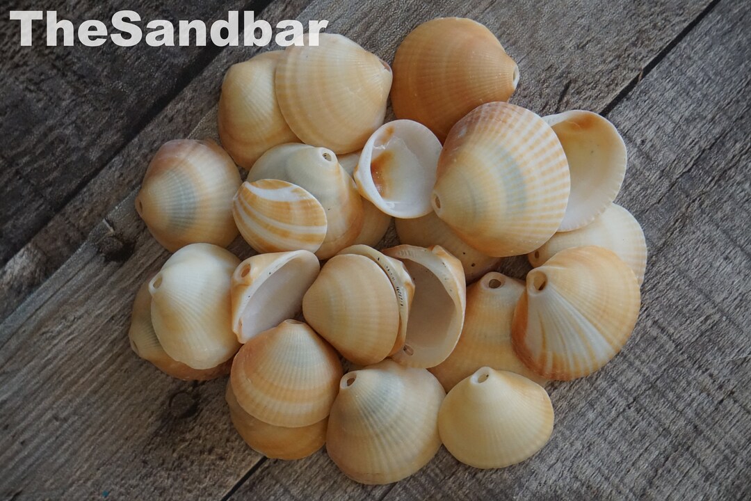Red Seashells With Holes Cruelty Free Seashell Mix Beads Natural Hole ...