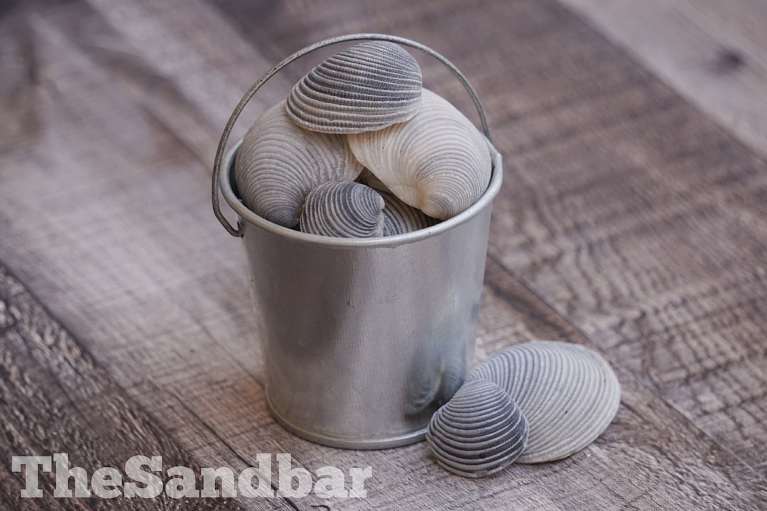 Gray Shells Bulk Vase Filler Seashells DIY Terrarium Striped Shells ...