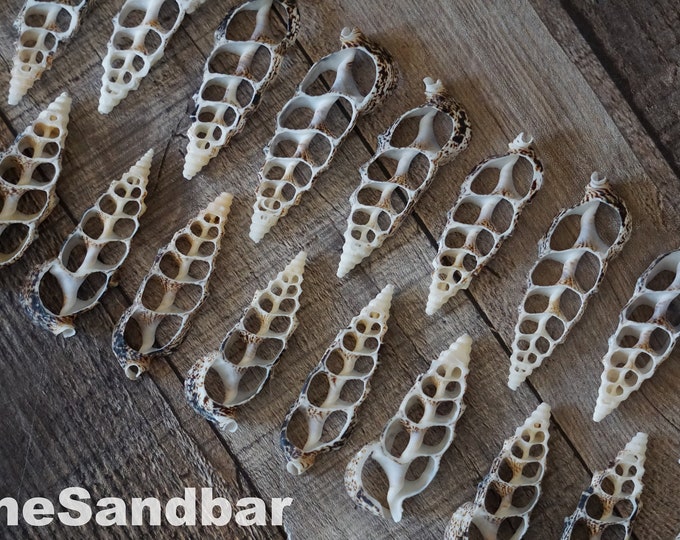 Center Cut Cerithium Aluco Shells Sliced Shells Seashell Slices ...